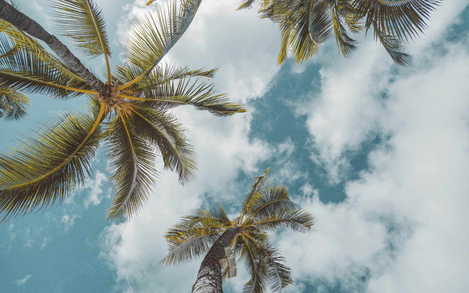 Honolulu Drug Rehabs: Where Healing Begins - Honu House Hawaii